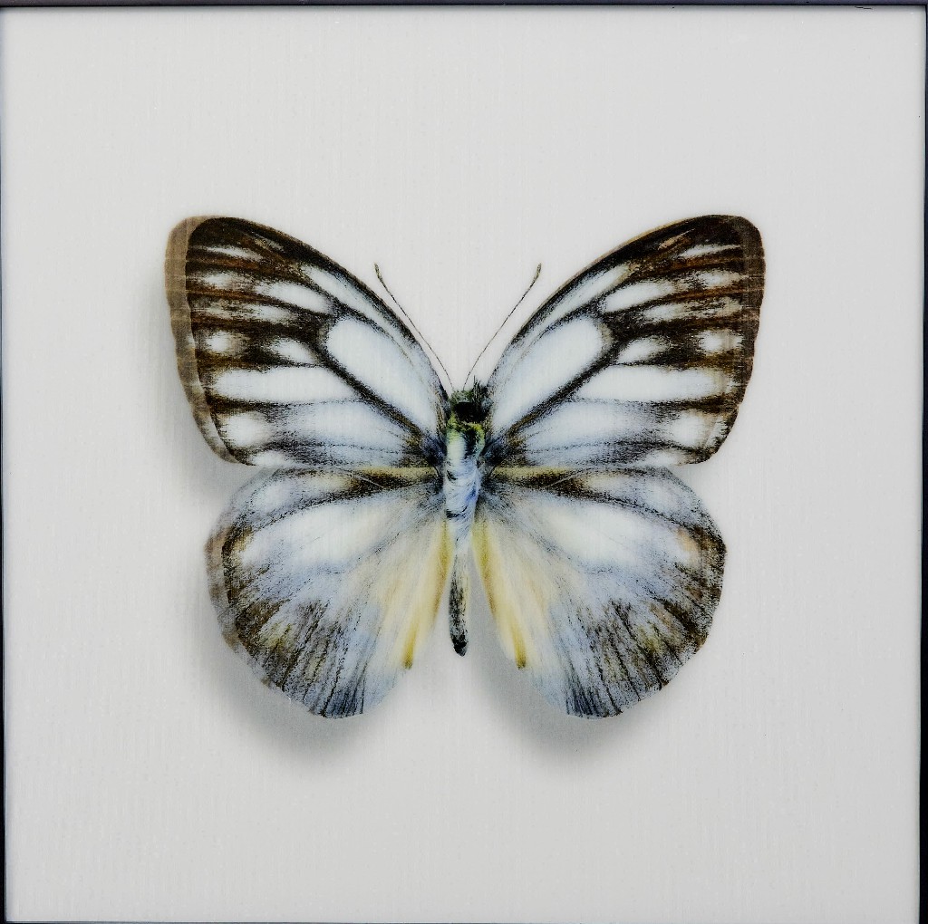 Butterfly White III - CJS Gallery